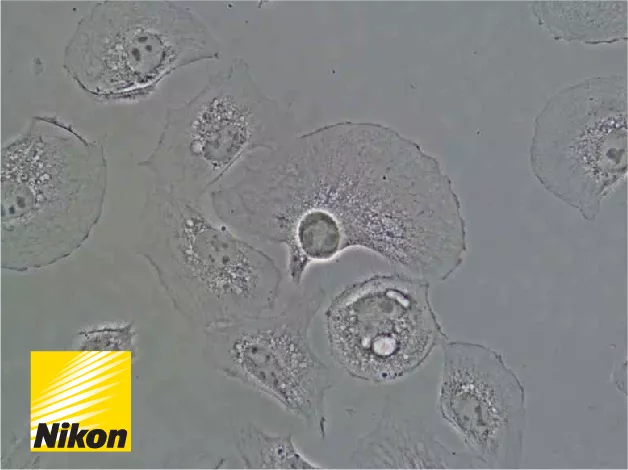 Nikon Inverted Microscopes