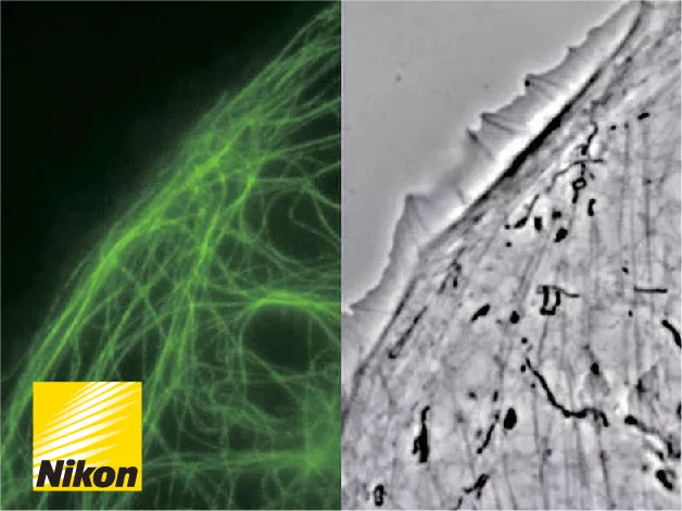 Nikon Inverted Microscopes