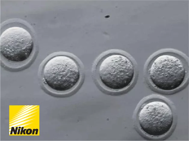 Nikon Inverted Microscopes