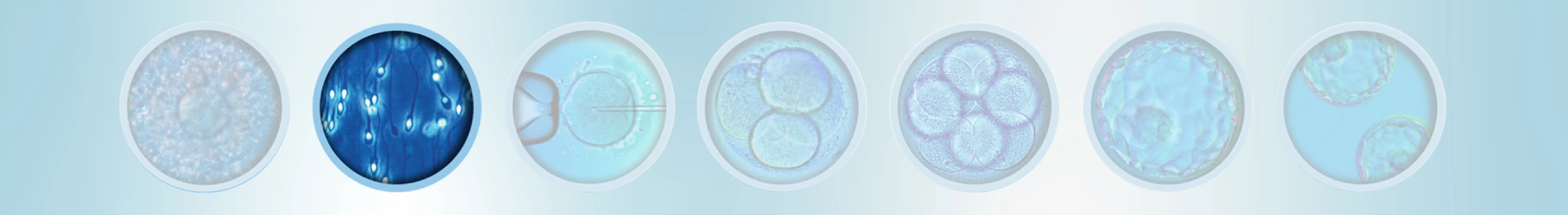 Vitrolife Sperm Processing